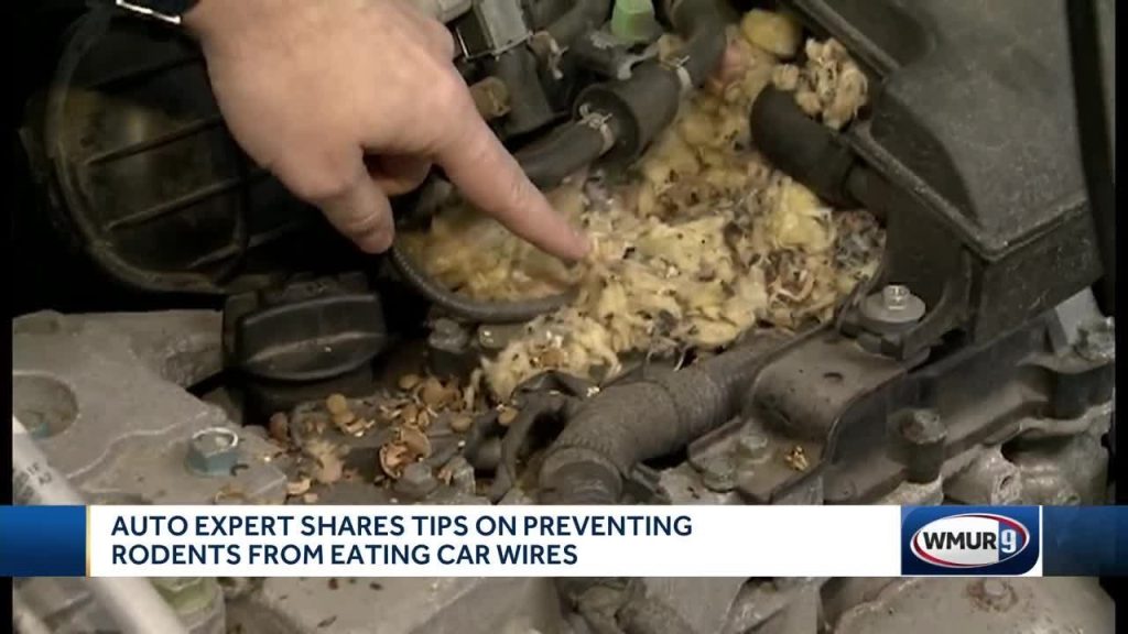 How to Prevent Rodents from Chewing on Car Wires: Effective Tips